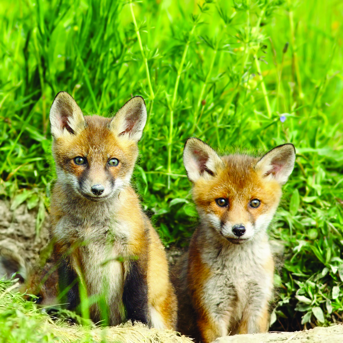 Foxes in the City - Grit